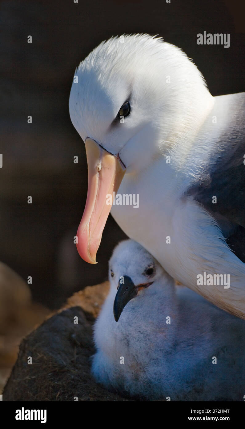 Albatross mother baby hi-res stock photography and images - Alamy