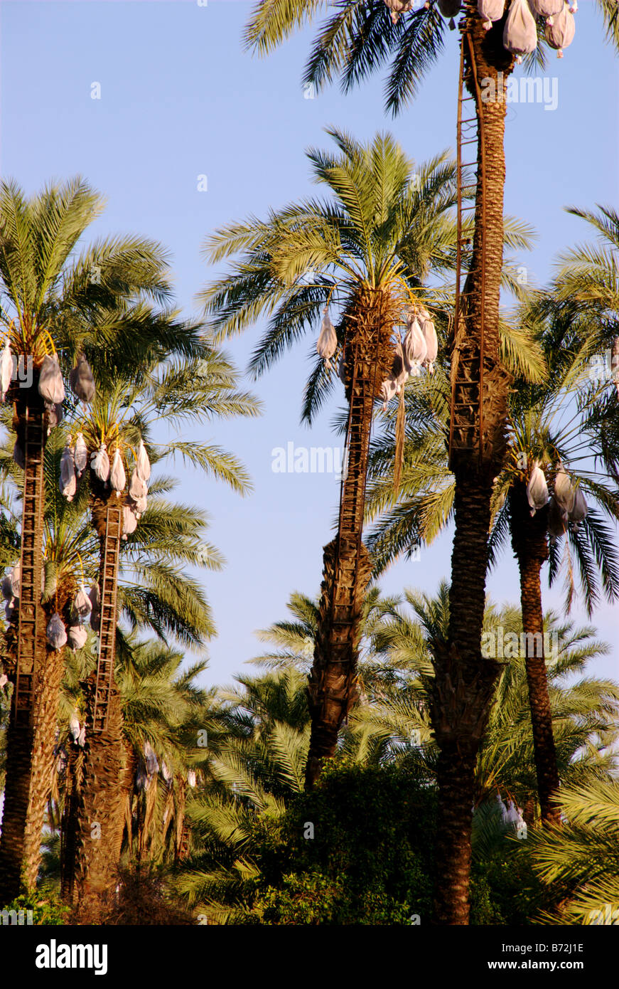 Date farm Indio Coachella Valley California Stock Photo - Alamy