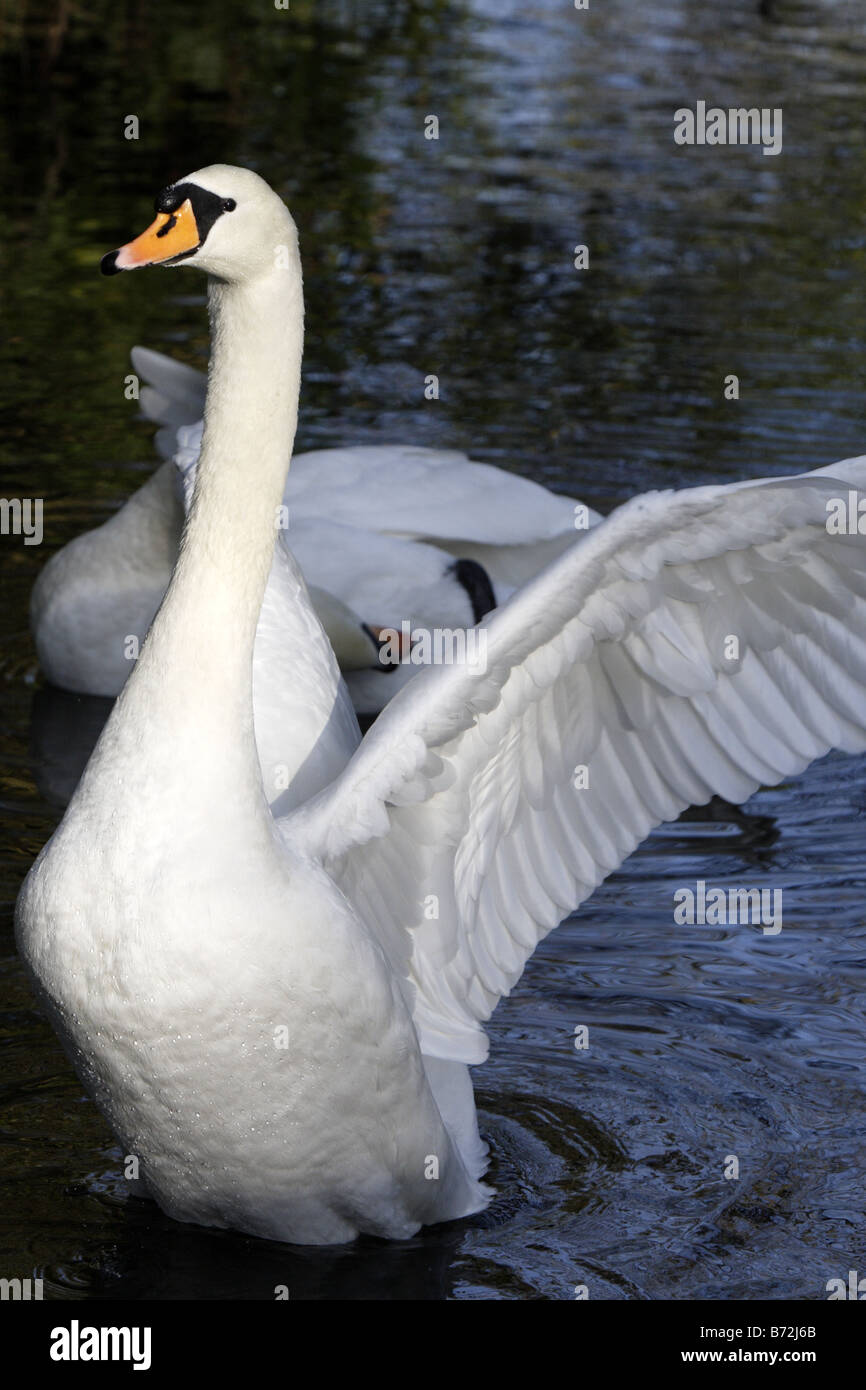 A Stretching Swan Stock Photo - Alamy