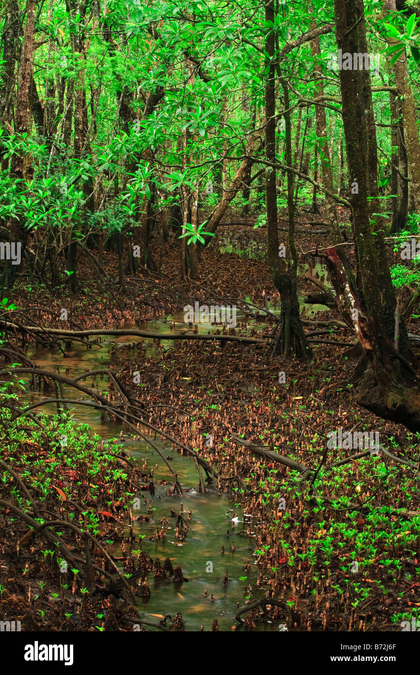 A mangrove swamp in the lowlands of Daintree National Park, Queensland ...