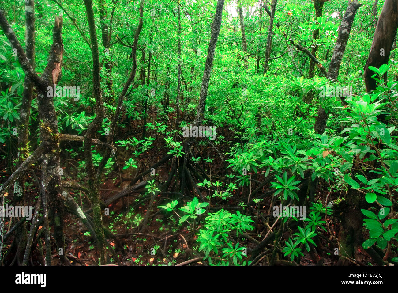 A mangrove swamp in the lowlands of Daintree National Park, Queensland ...