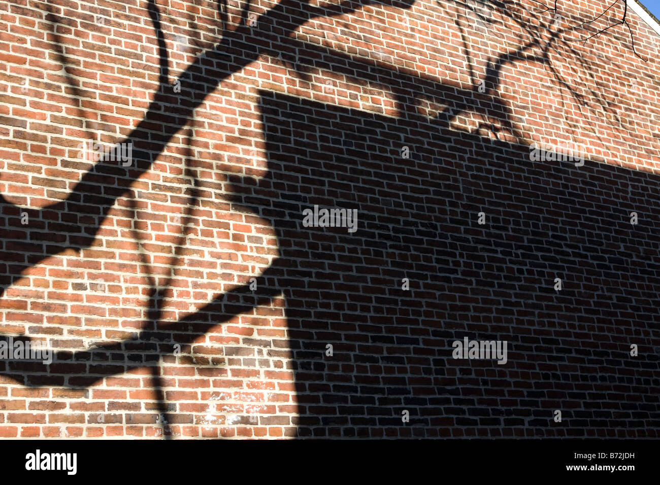 Tree brick wall hi-res stock photography and images - Alamy