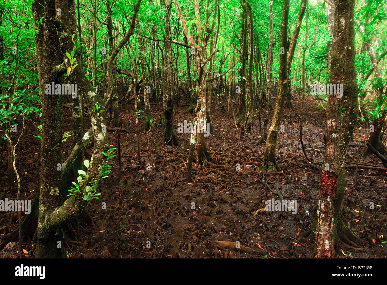 A mangrove swamp in the lowlands of Daintree National Park, Queensland ...