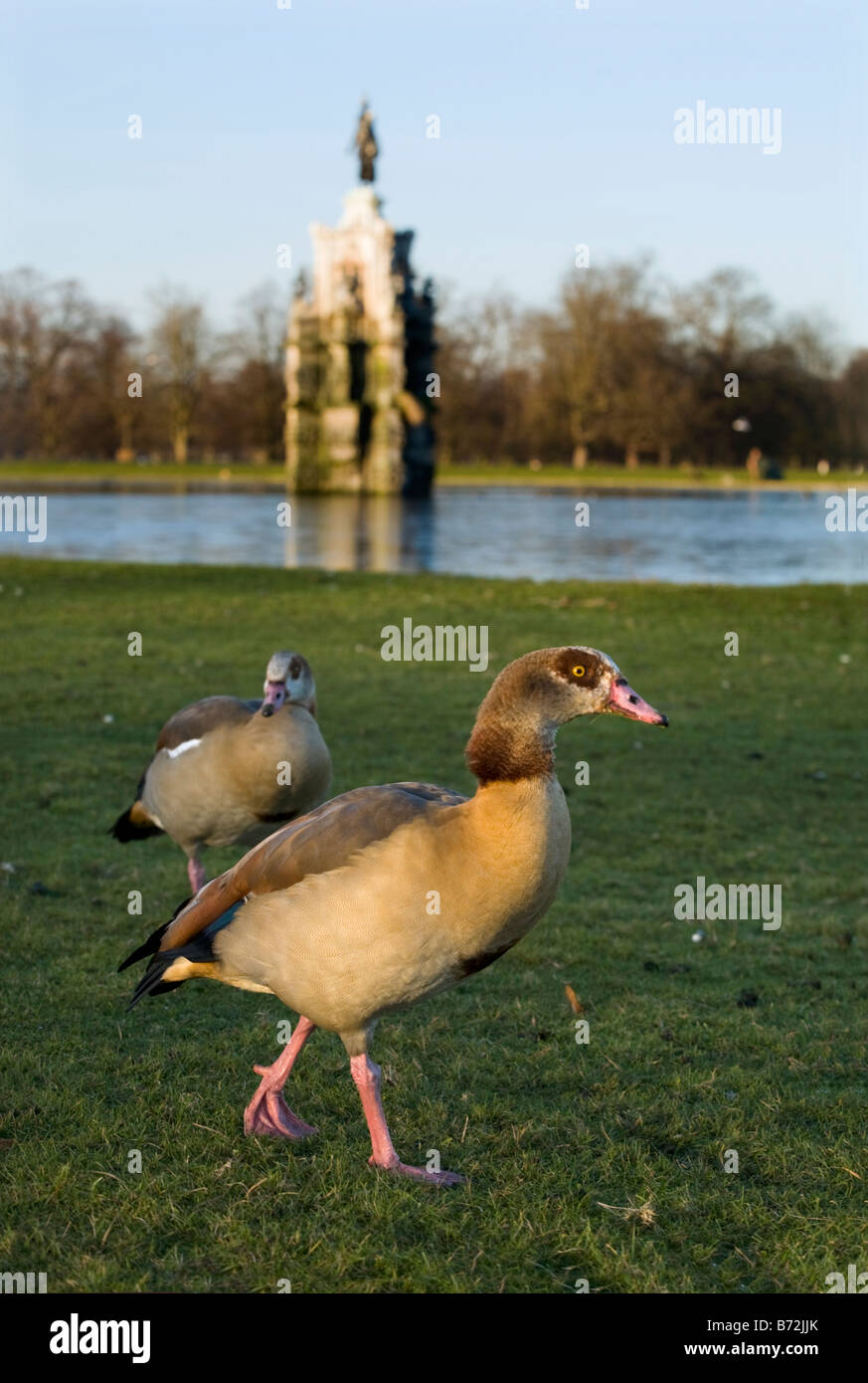 Geese in front of The Arethusa 'Diana' Fountain Bushy Park, during the ...