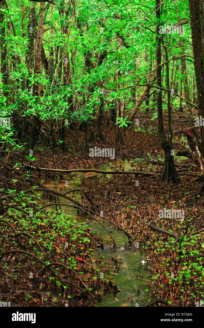 A mangrove swamp in the lowlands of Daintree National Park, Queensland ...