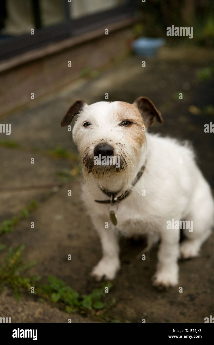 Guilty face dog hi-res stock photography and images - Alamy