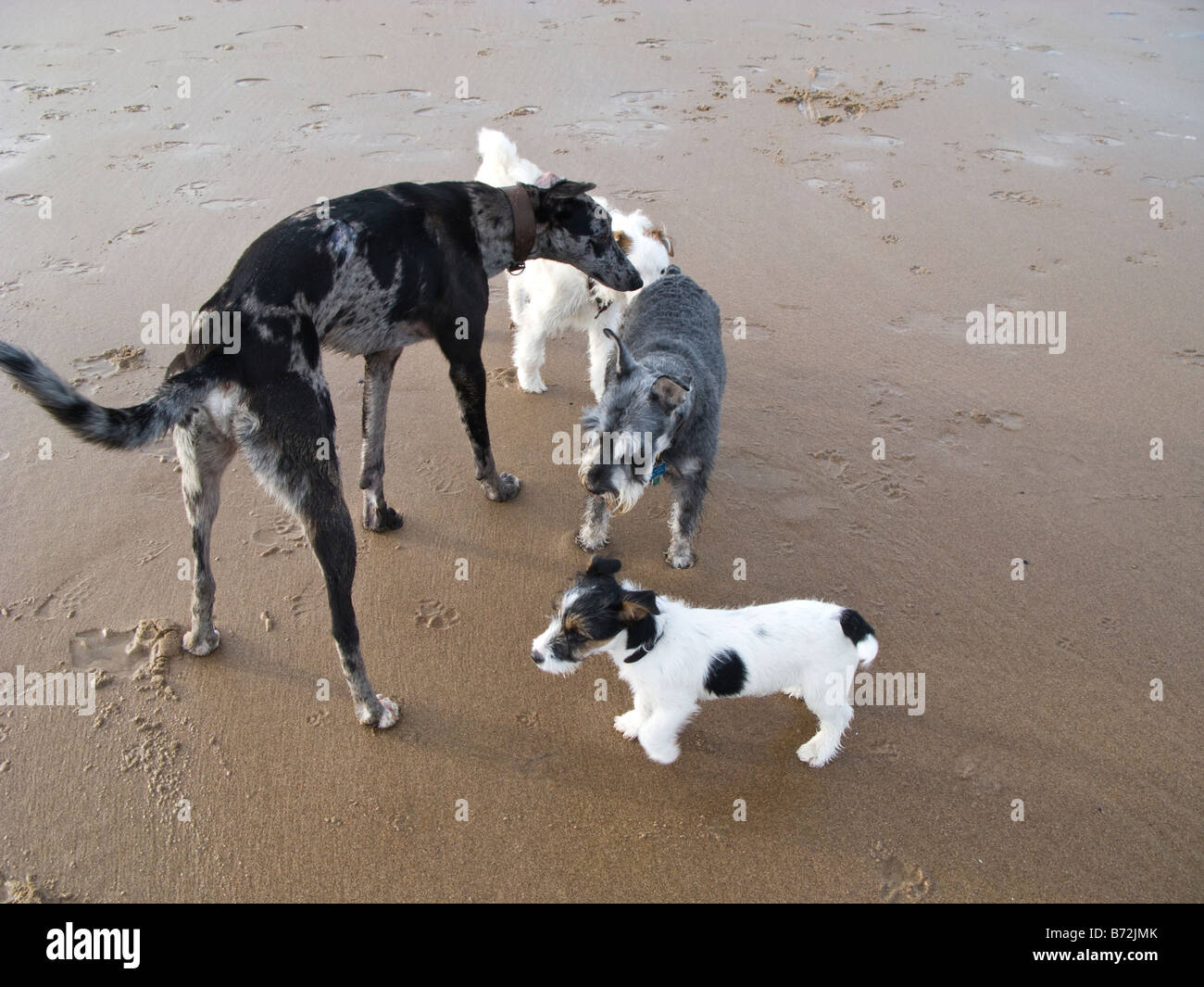 How Dogs Should Greet Each Other