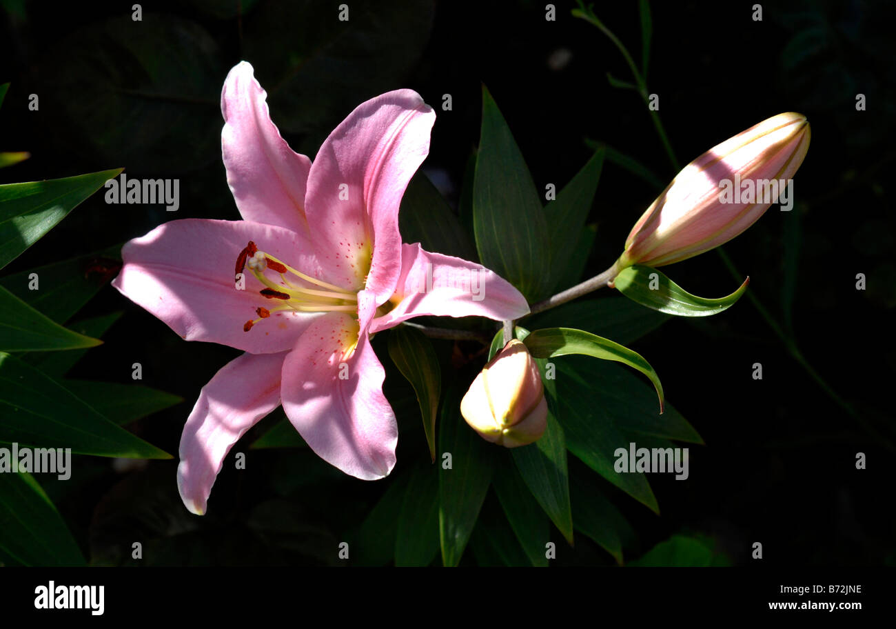 An asiatic pink lily in full bloom with unopened flowers rear in a city ...