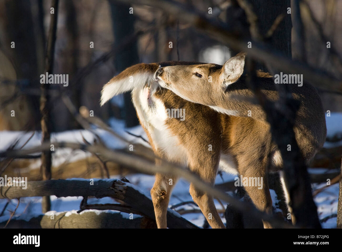 A whitetail deer grooming her tail Stock Photo - Alamy