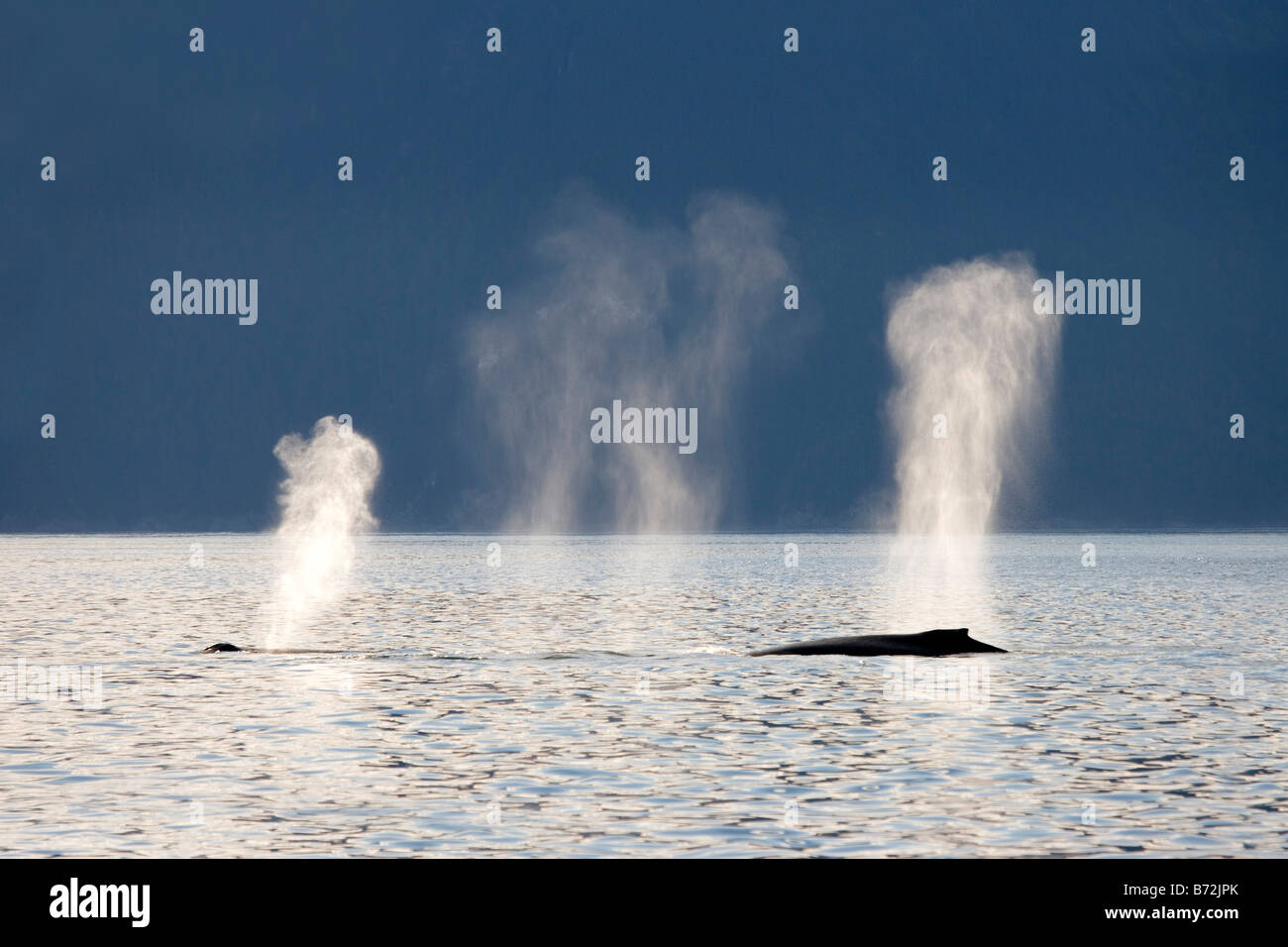 Humpback Whales - Glacier Bay National Park Stock Photo - Alamy