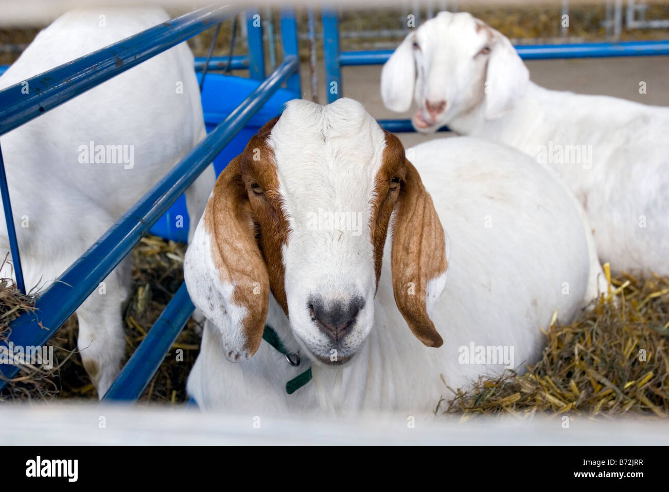 Several goats hi-res stock photography and images - Alamy