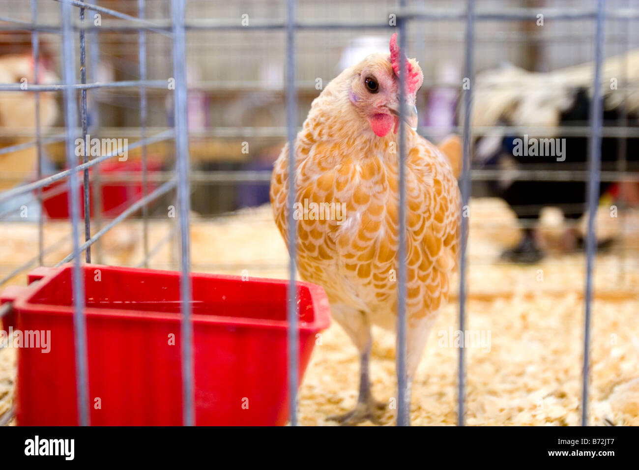A closeup view of a chicken Stock Photo - Alamy