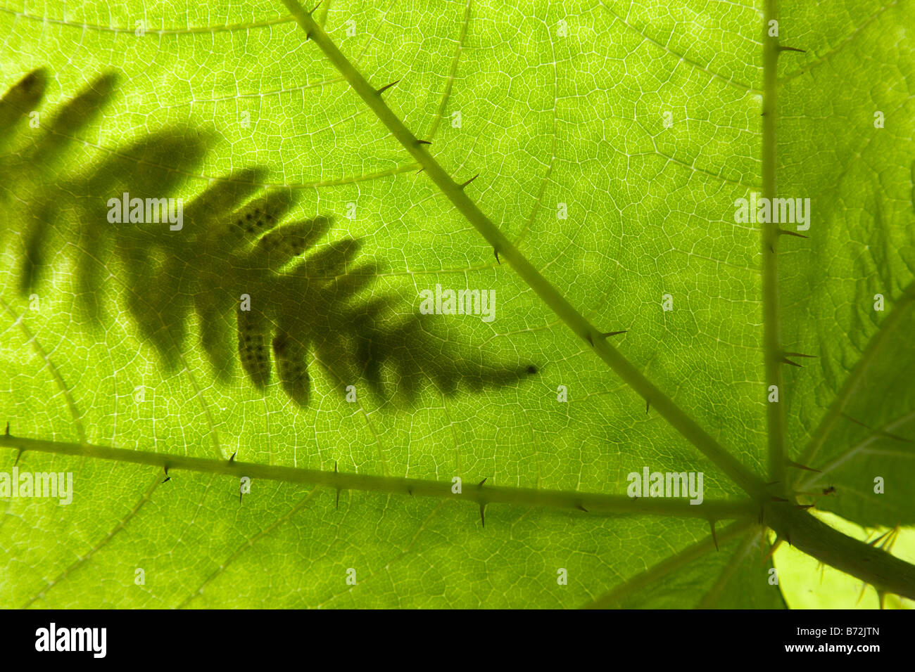 Shadow of Fern on Devil's Club Leaf Credit as Don Paulson www ...
