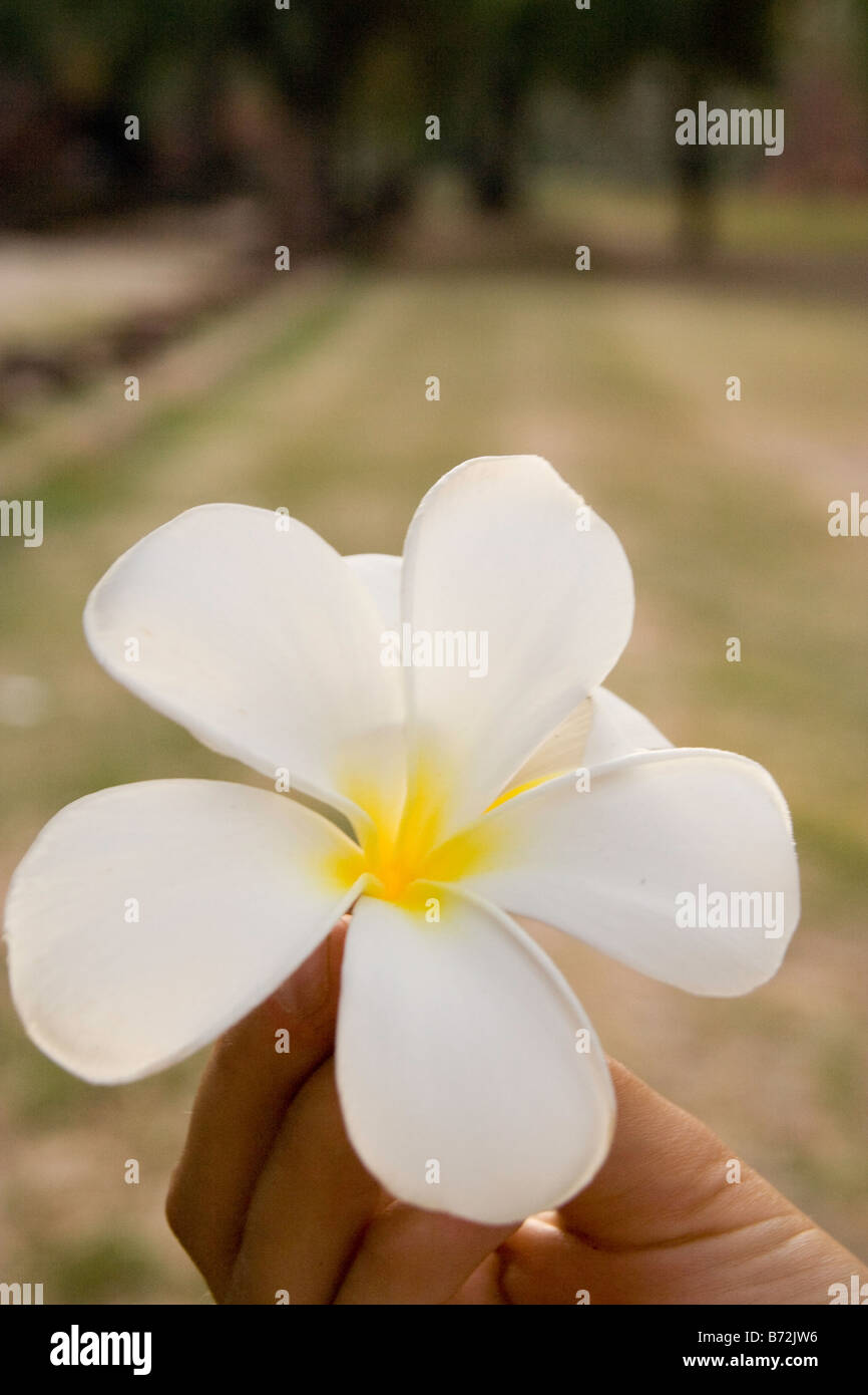 Thailand flower hi-res stock photography and images - Alamy
