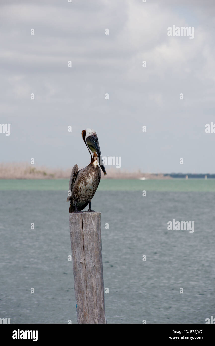 A Pelican sitting on a post Stock Photo - Alamy