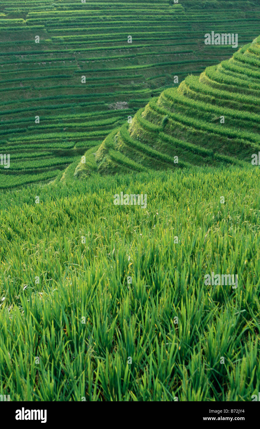 Mountains Rice paddy terraces on slopes contours of landscape Bright ...