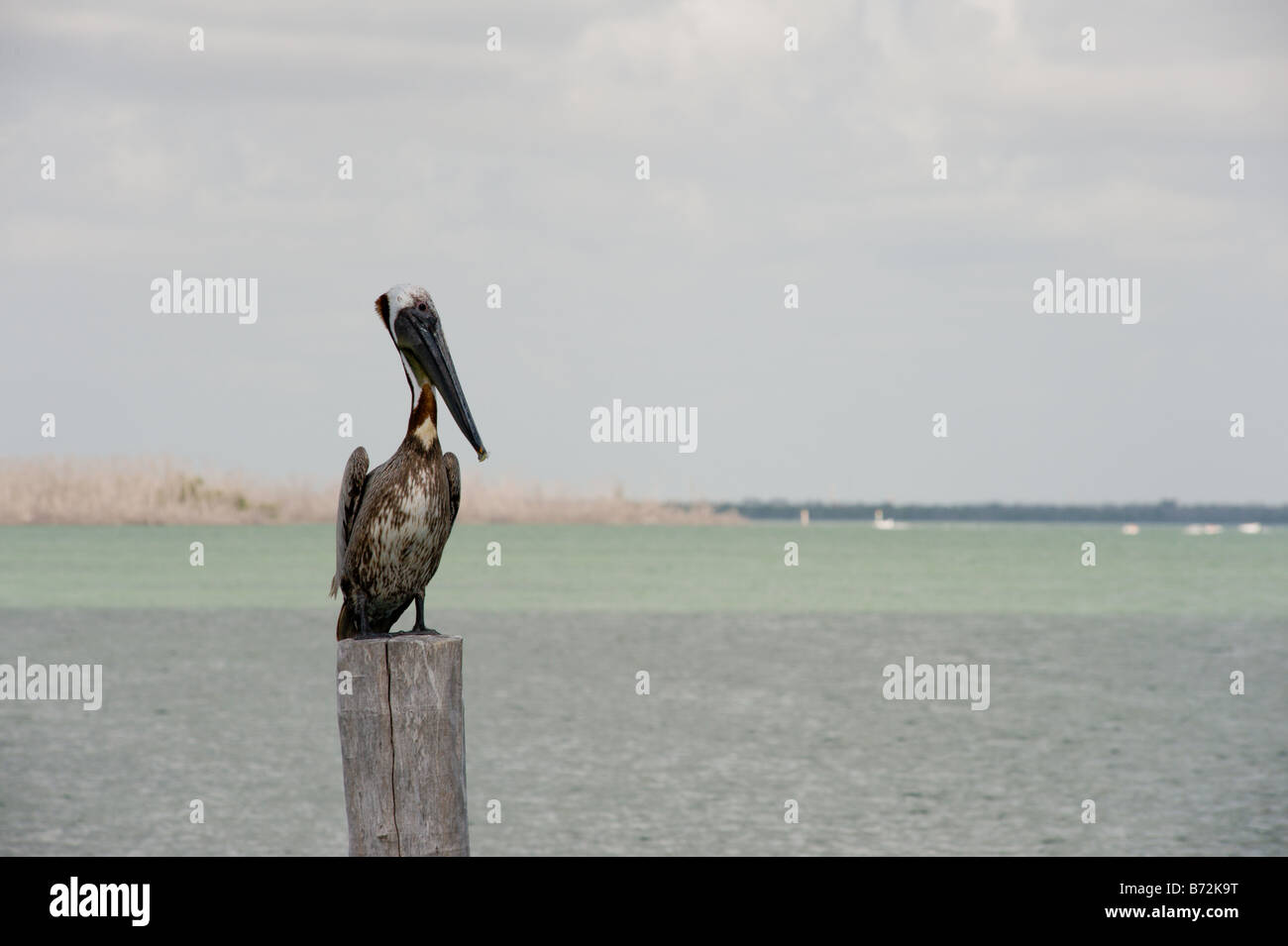 Pelican sitting hi-res stock photography and images - Alamy