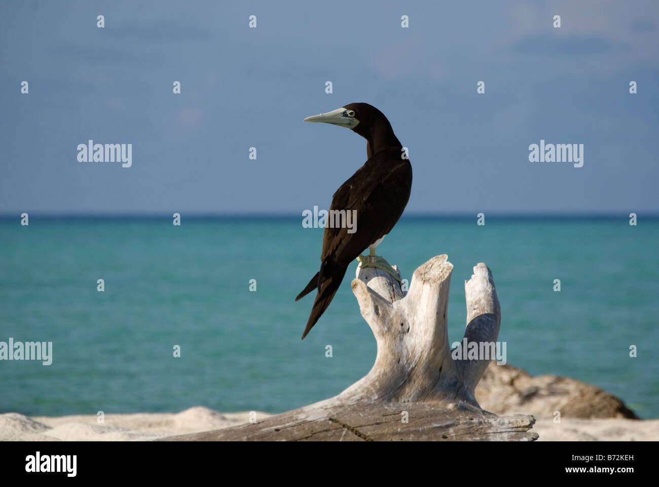 A Brown Booby (Sula leucogaster) rests on Bird Island, Tubbataha Reefs ...