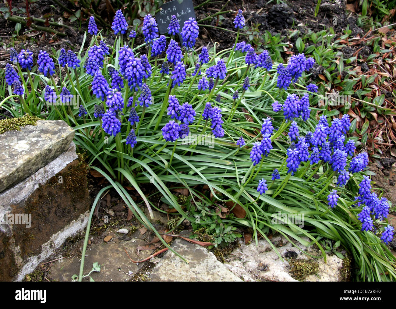 Blue grape muscari tunble down old steps Stock Photo - Alamy