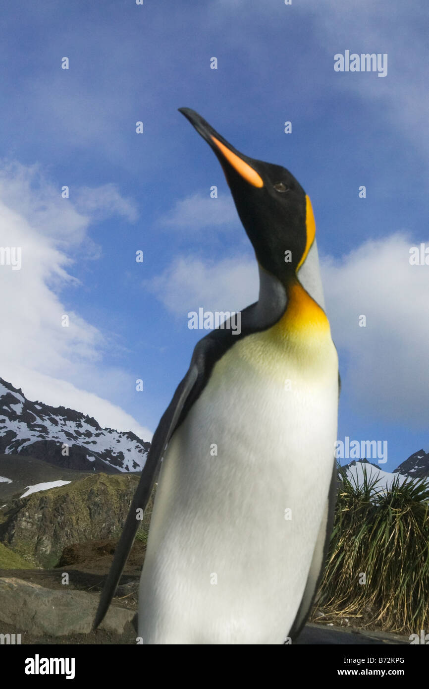 King Penguin (Aptenodytes patagonicus) Gold Harbor South Georgia ...