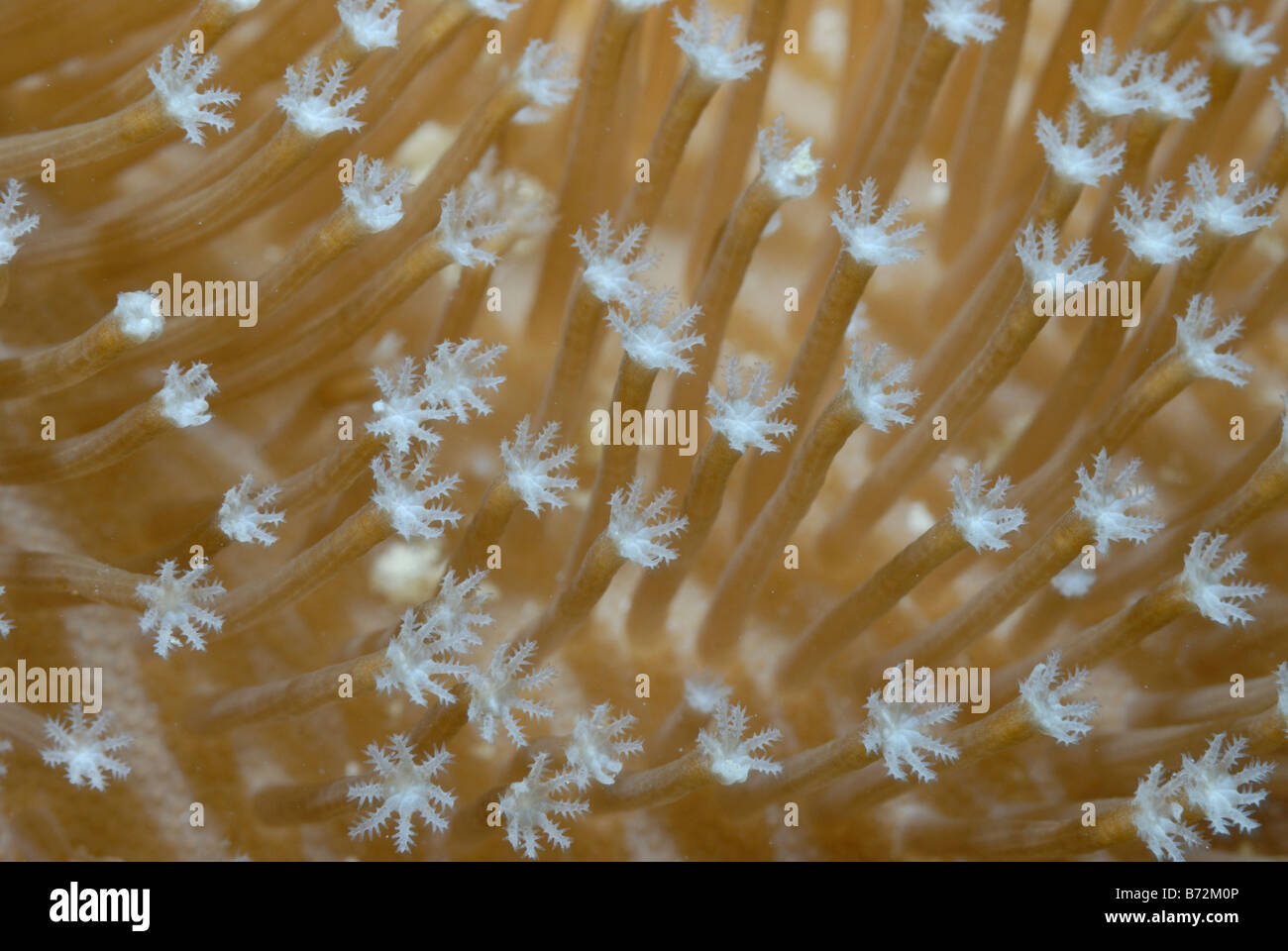 Soft coral polyps Sarcophyton sp. Mahe, Seychelles, Indian Ocean Stock ...