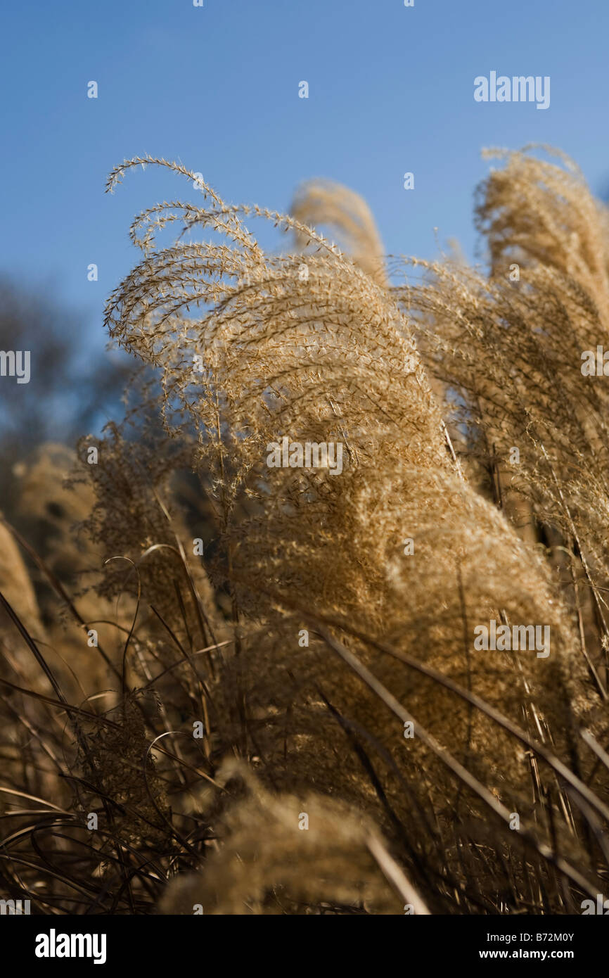 Dead reeds hi-res stock photography and images - Alamy