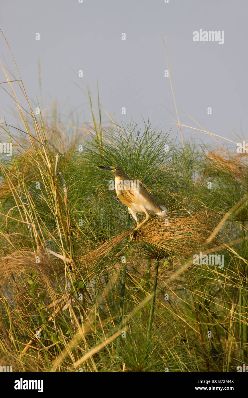 Papyrus Marsh High Resolution Stock Photography and Images - Alamy