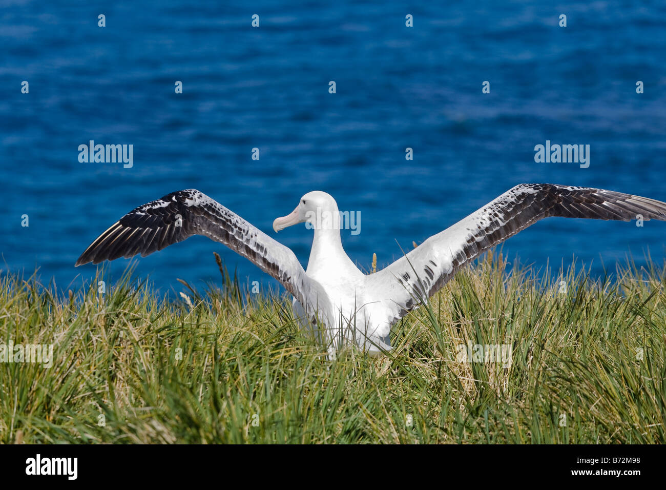 Snowy Wandering Abatross (Diomedea exulans) flapping wings on Prion ...