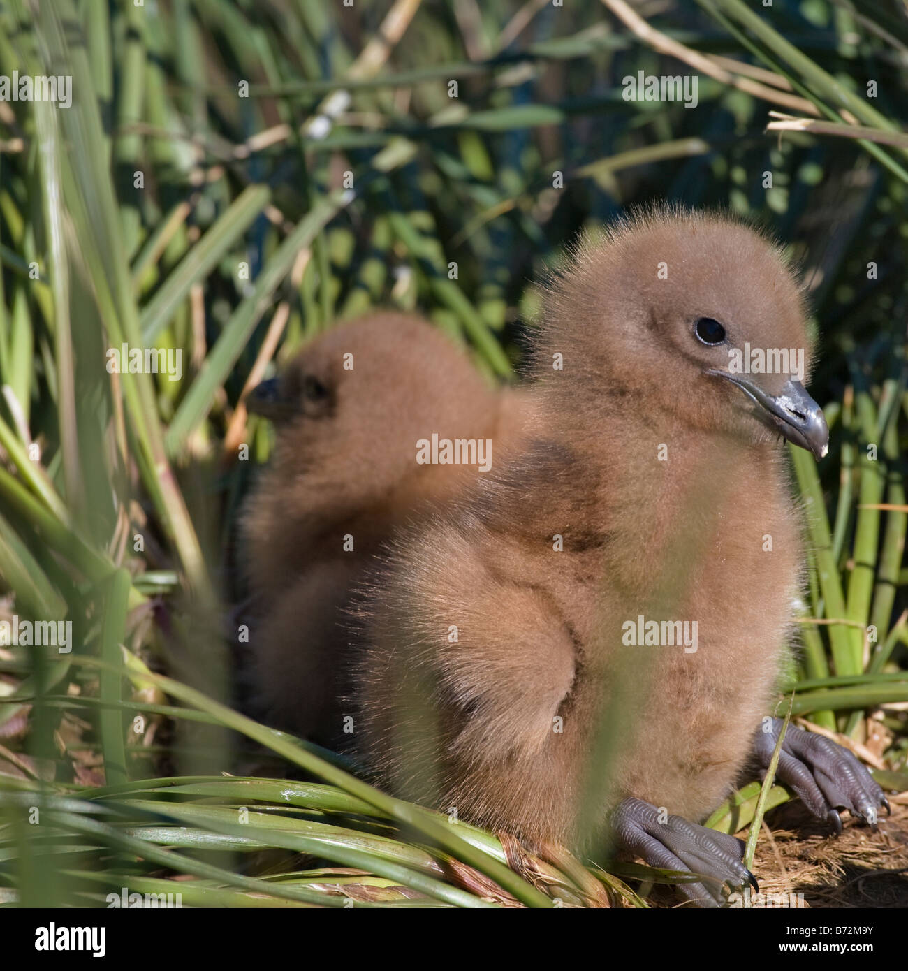 Diomedea exulans chick hi-res stock photography and images - Alamy