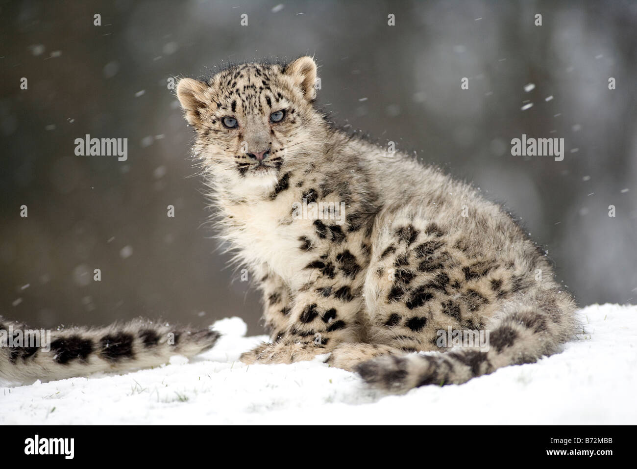 Snow leopard cub hi-res stock photography and images - Alamy