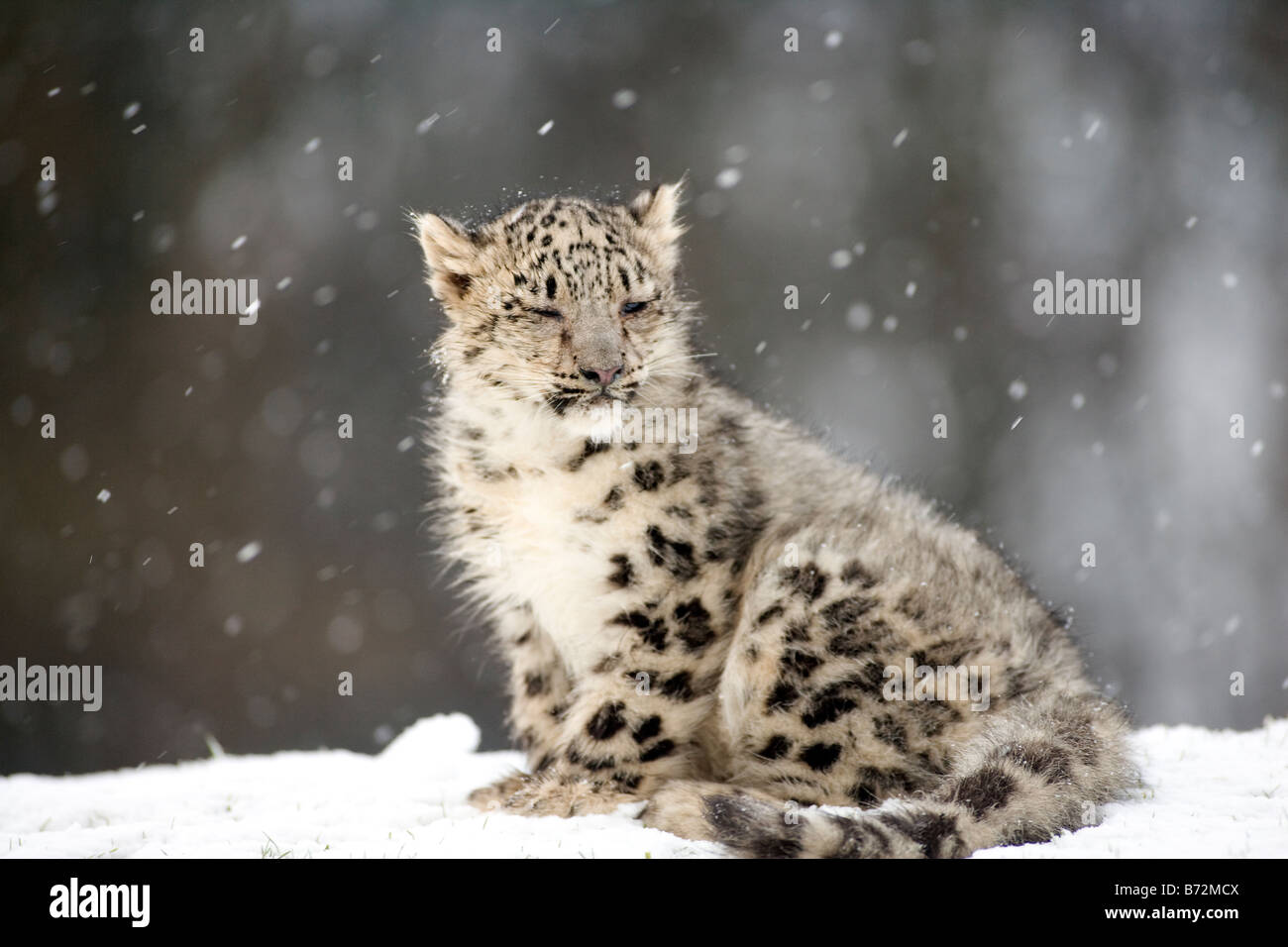 Snow leopard cub cute hi-res stock photography and images - Alamy