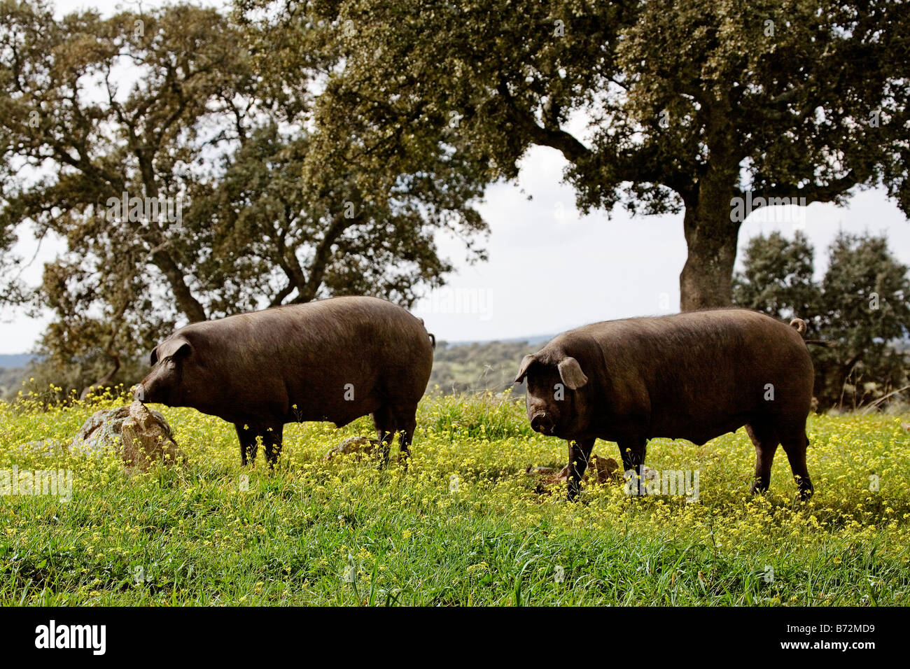 Iberian pigs in an oak forest in the valle de los Pedroches villanueva ...