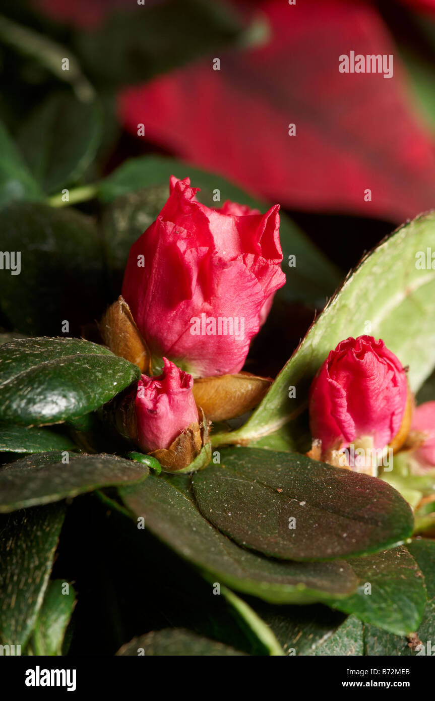 Azalea leaves hi-res stock photography and images - Alamy