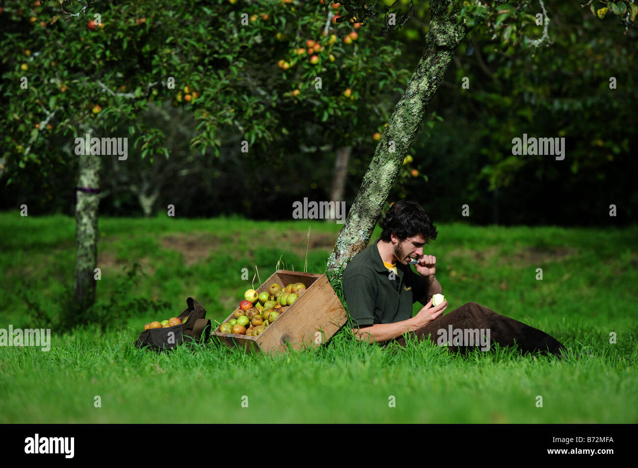 A man sitting under an apple tree in the old orchard at Cotehele the ...
