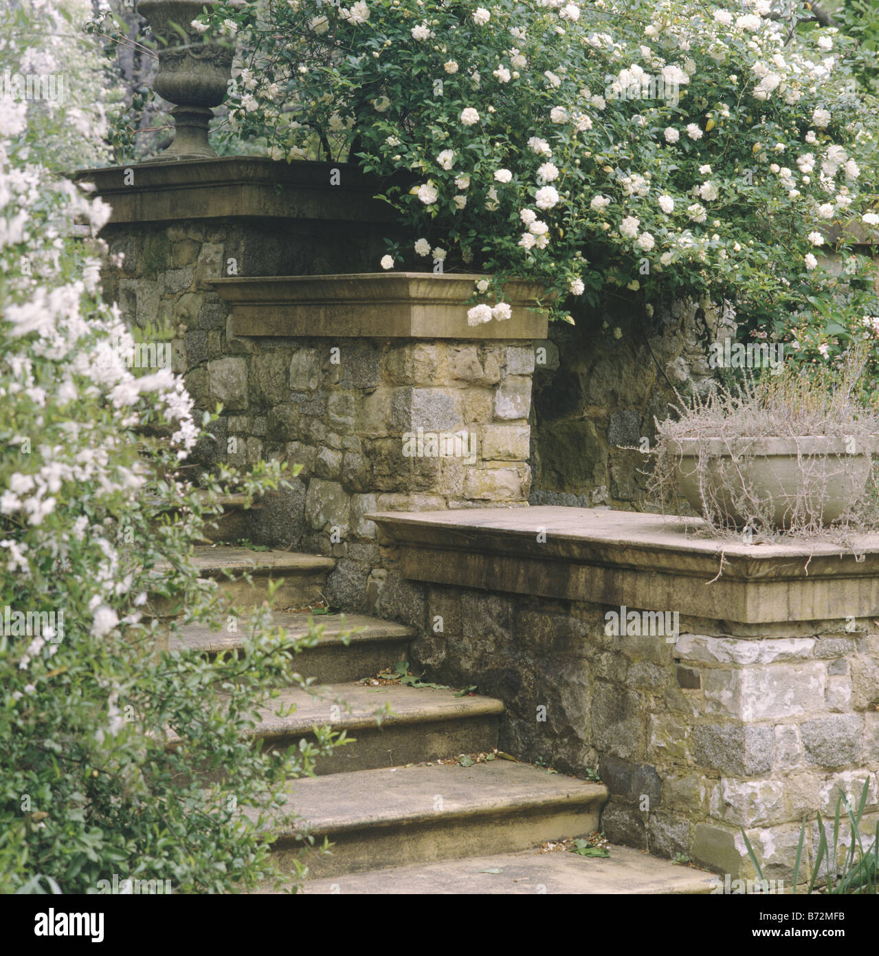 White climbing roses above stone steps and wall in summer country ...