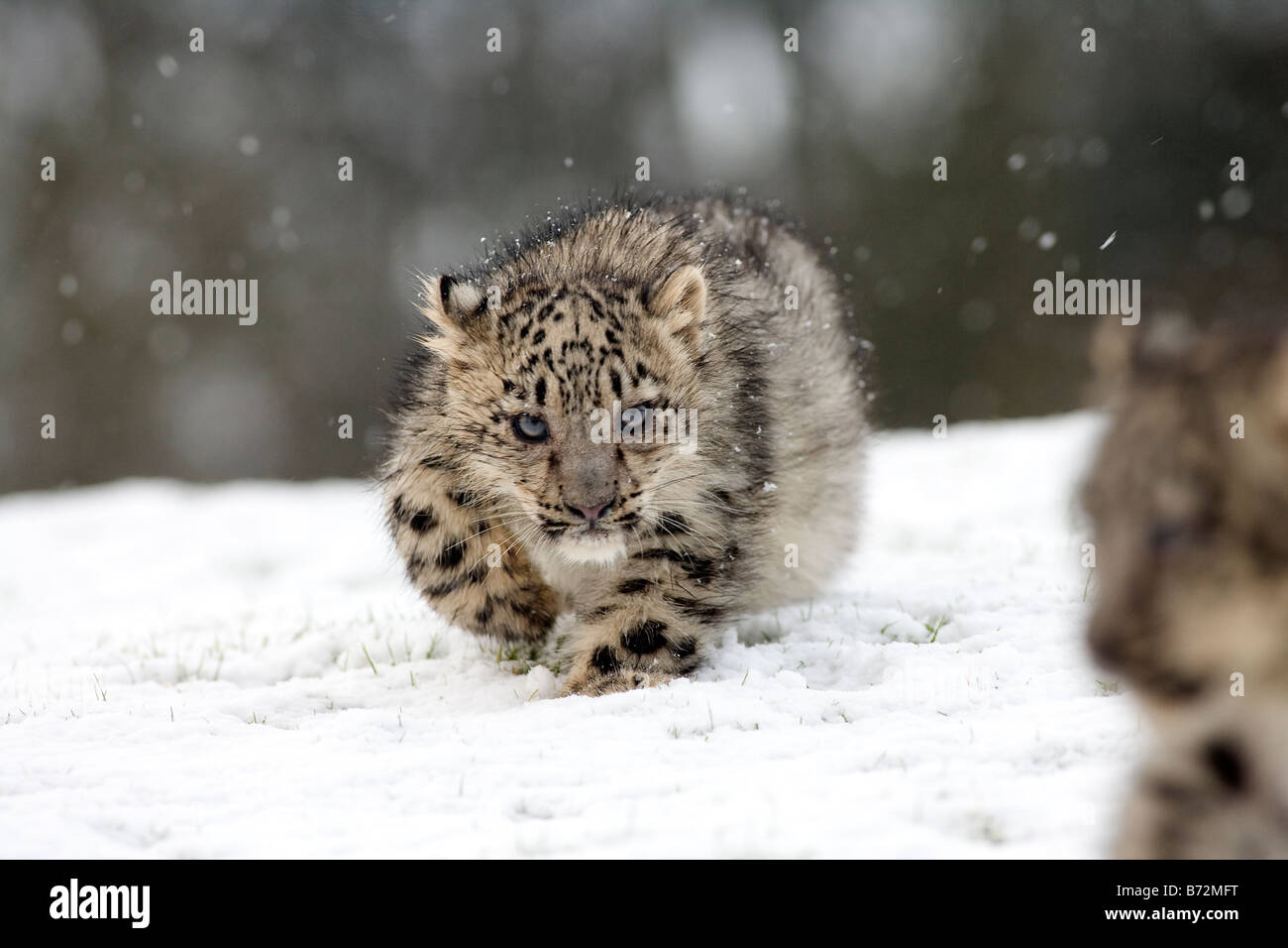 Snow Leopard Cub in the snow Stock Photo - Alamy