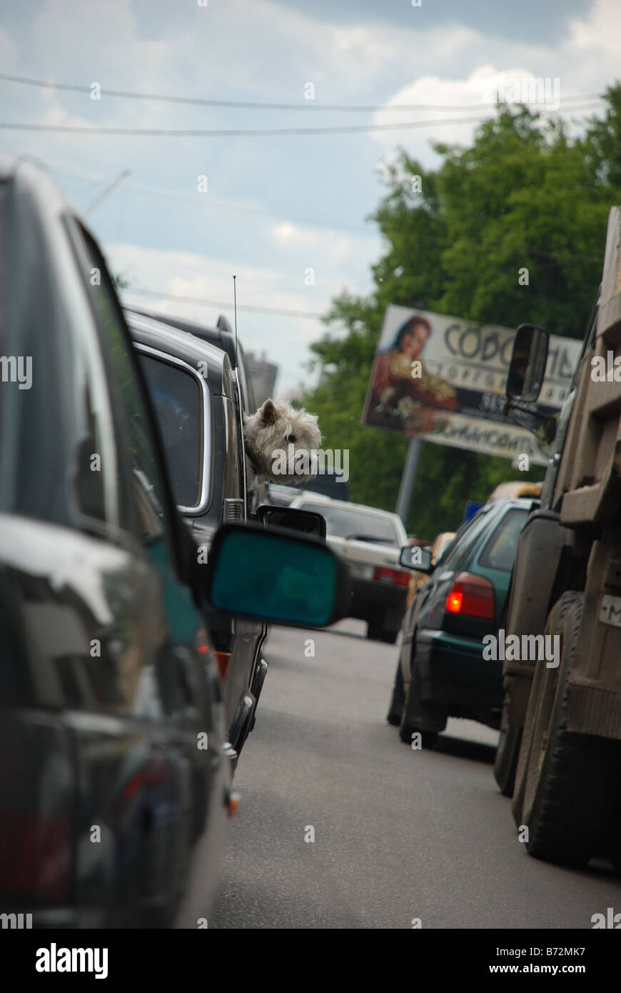 Curious dog in traffic jam: Where are they going Stock Photo - Alamy