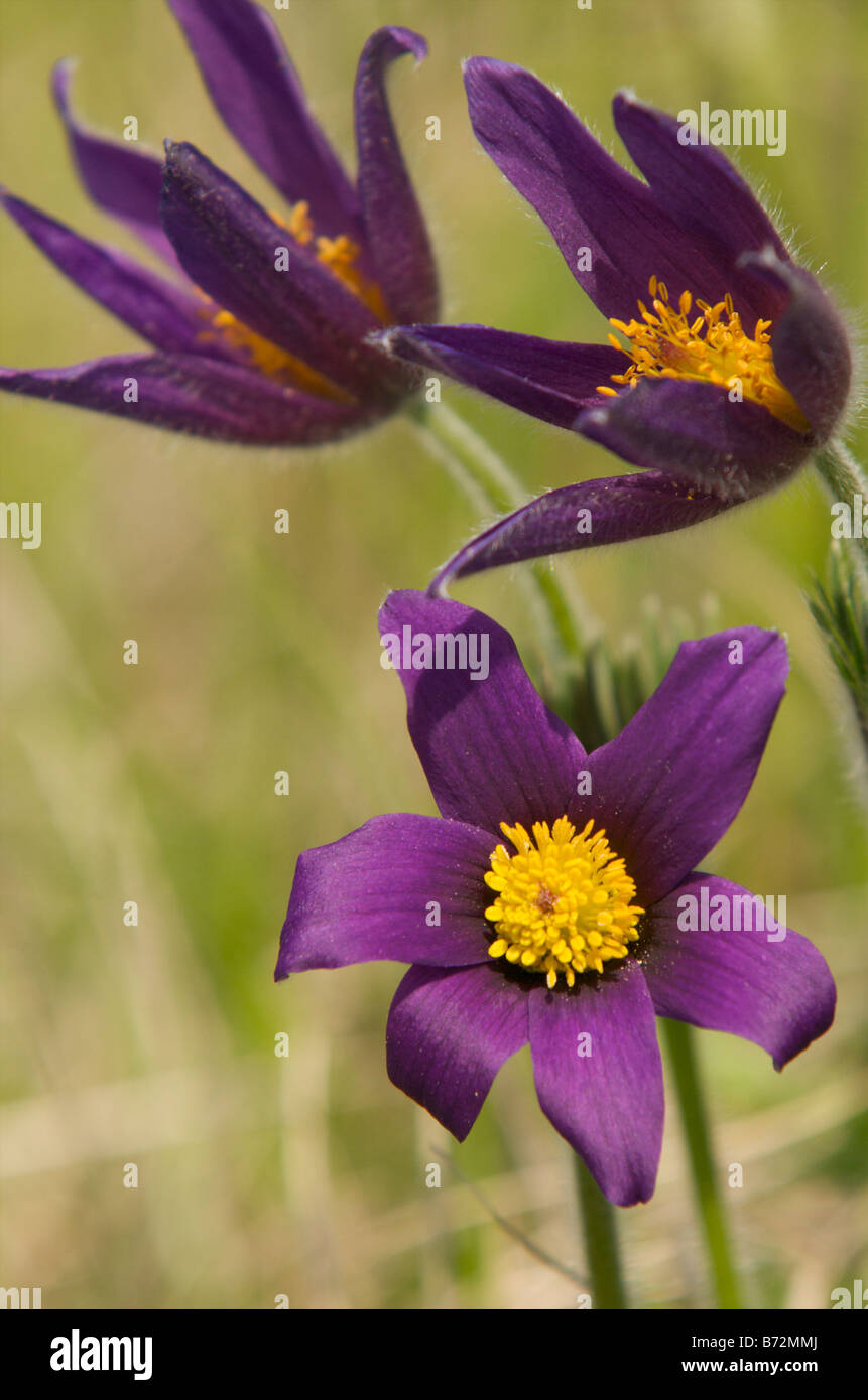 common pasque flower Cambridgeshire England Stock Photo - Alamy