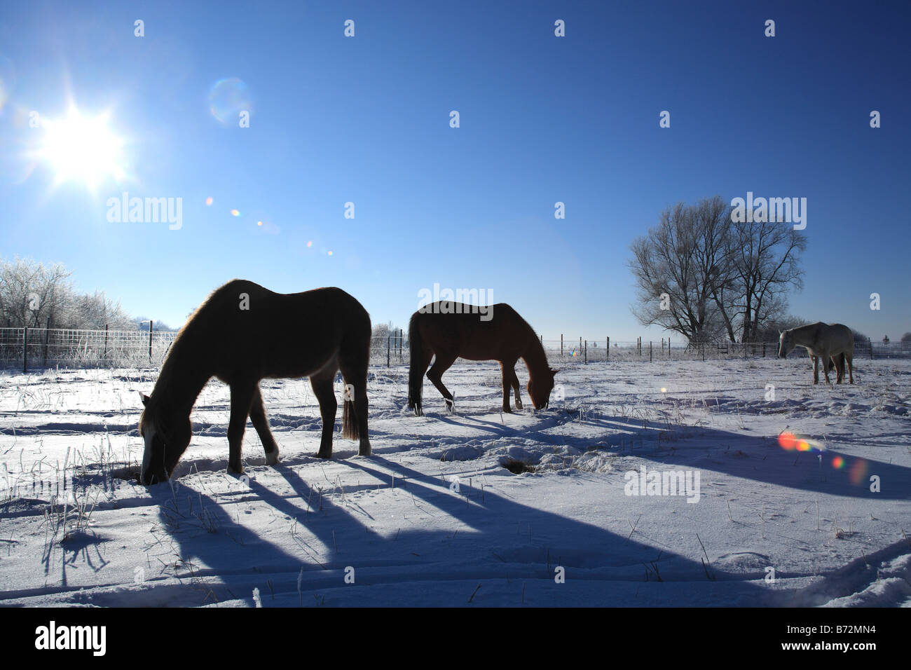 Horses snow sun stable hi-res stock photography and images - Alamy