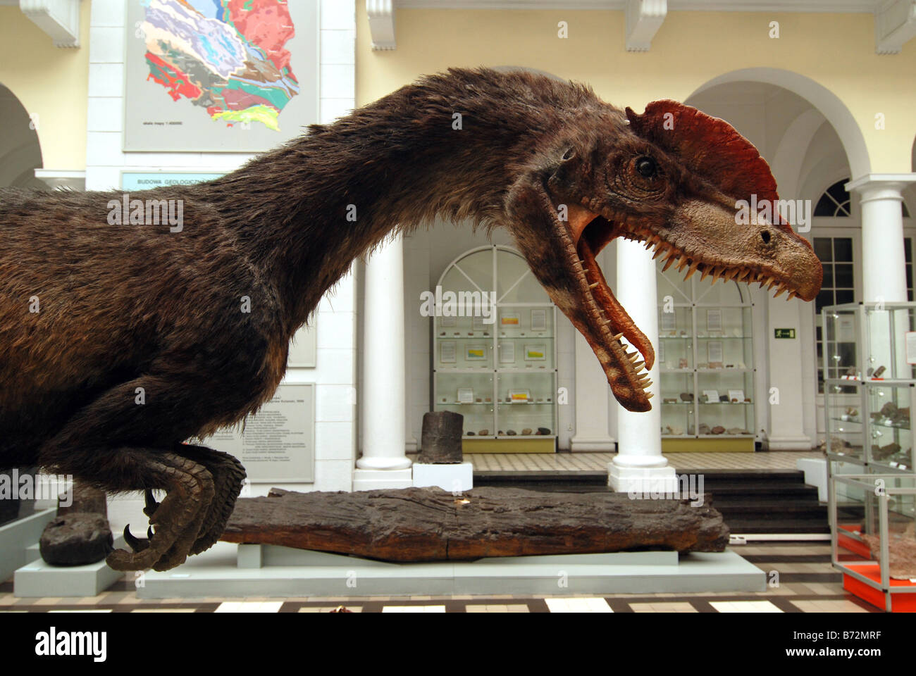 Dilophosaurus hi-res stock photography and images - Alamy