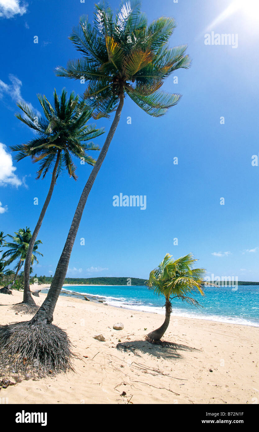 Sun Bay Beach on Vieques Island Puerto Rico Caribbean Stock Photo - Alamy