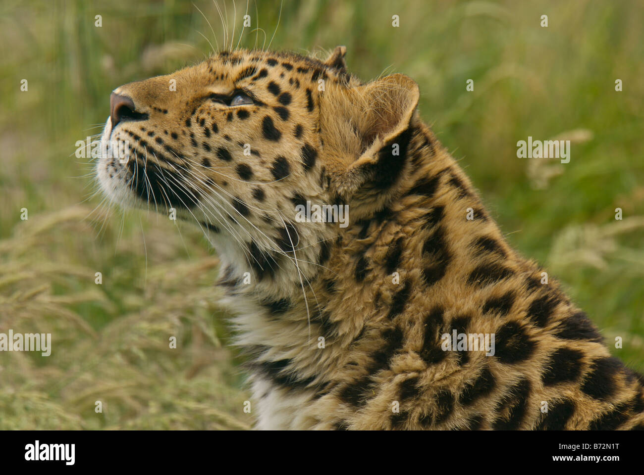 Amur leopard hi-res stock photography and images - Alamy