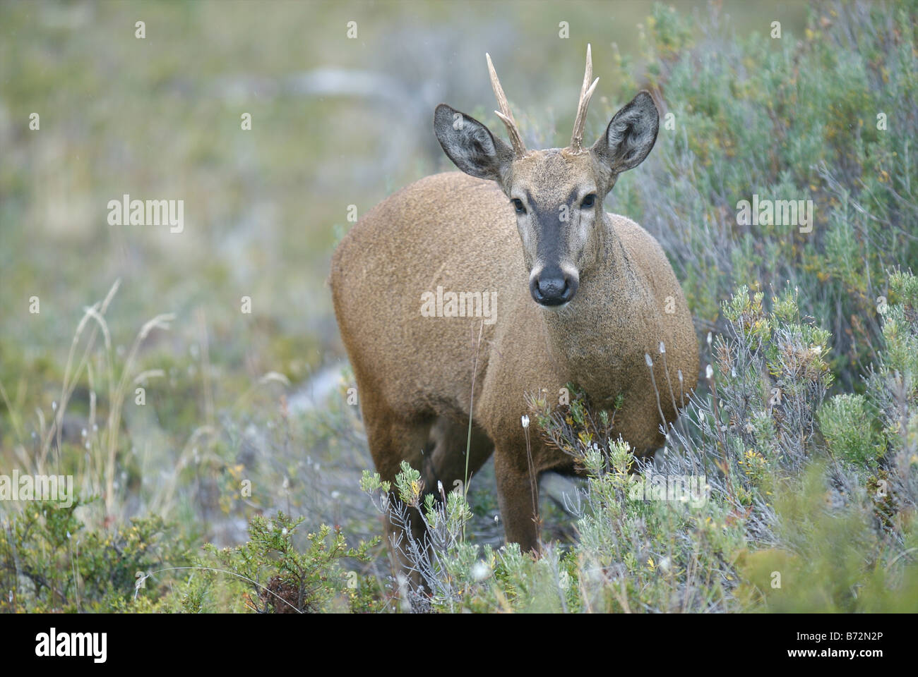 buck southern huemul [Hippocamelus bisulcus] Stock Photo - Alamy