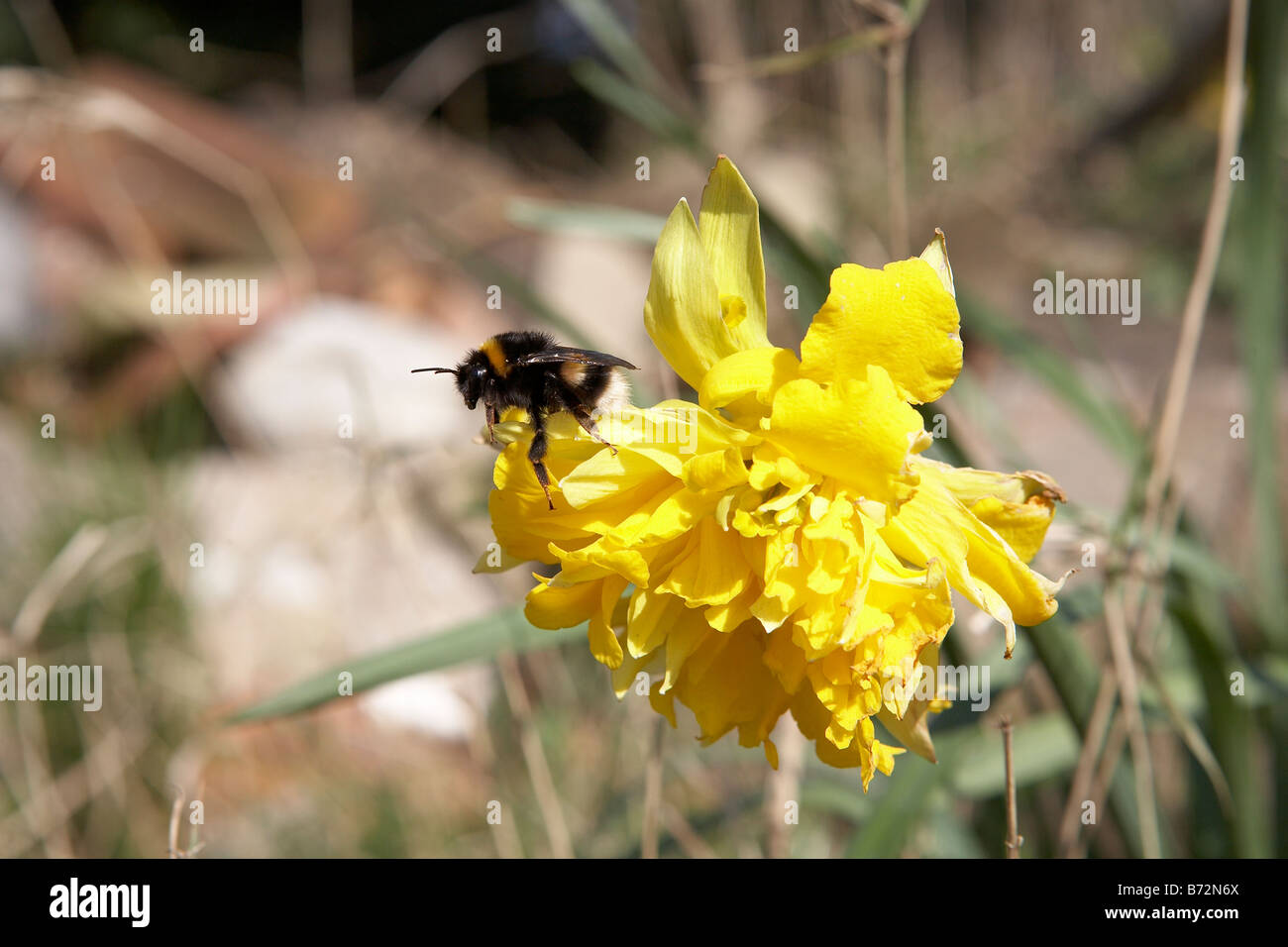 Bee daffodil hi-res stock photography and images - Alamy