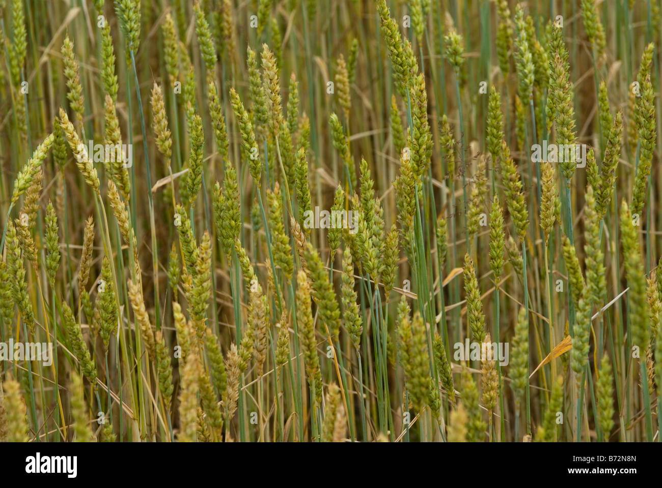 A mature wheat field Stock Photo - Alamy
