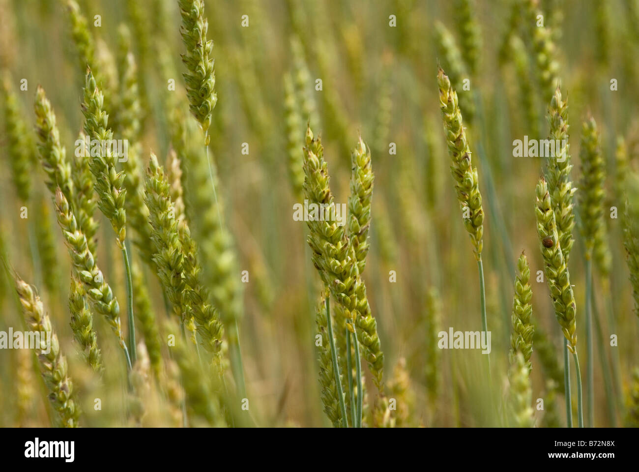 Wheat ears horizontal Stock Photo - Alamy
