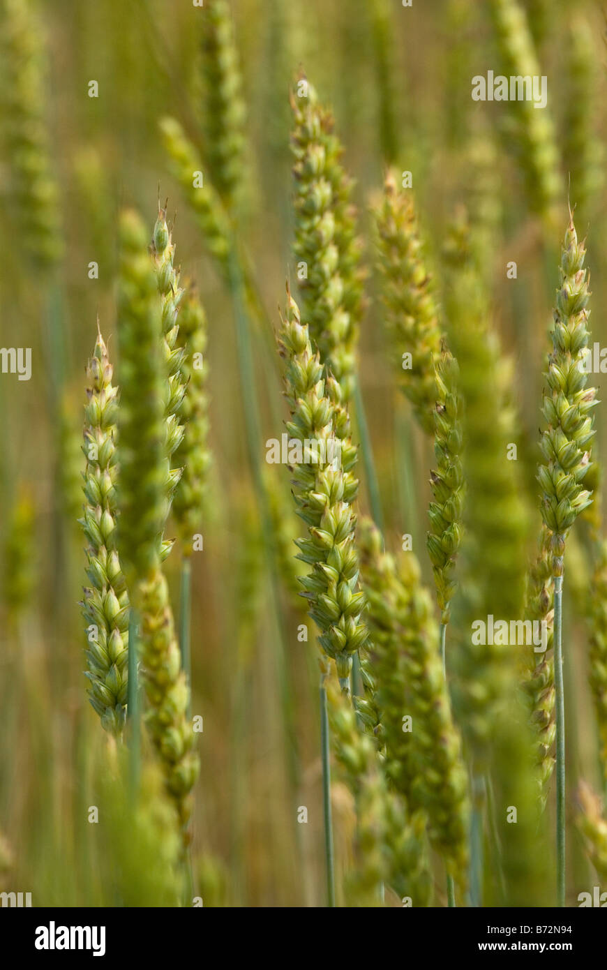 Wheat ears close-up vertical Stock Photo - Alamy