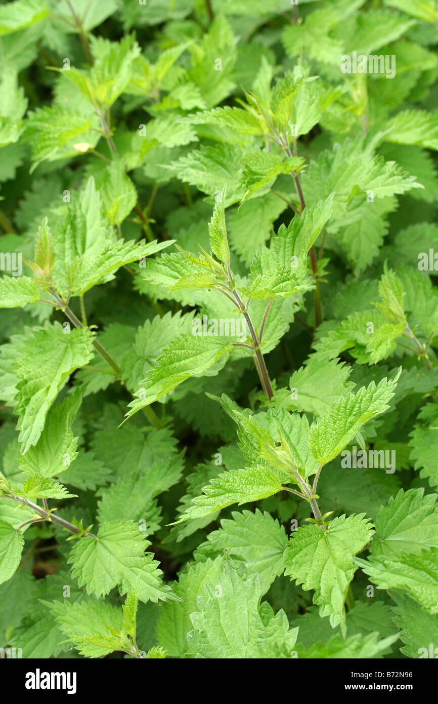 Nettle hi-res stock photography and images - Alamy