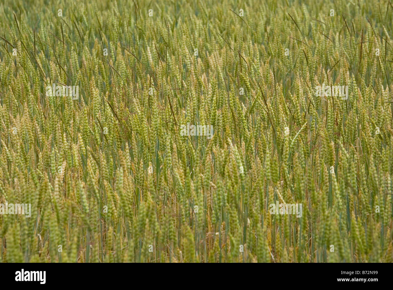 A mature wheat field in Alands Stock Photo - Alamy
