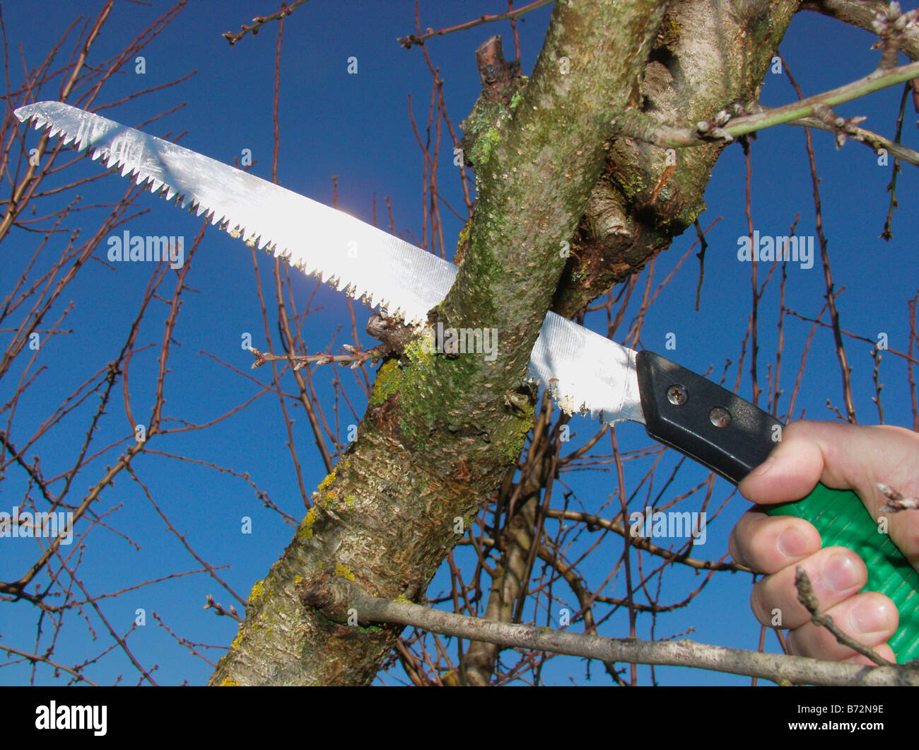 Sawing and almond tree branch Stock Photo - Alamy
